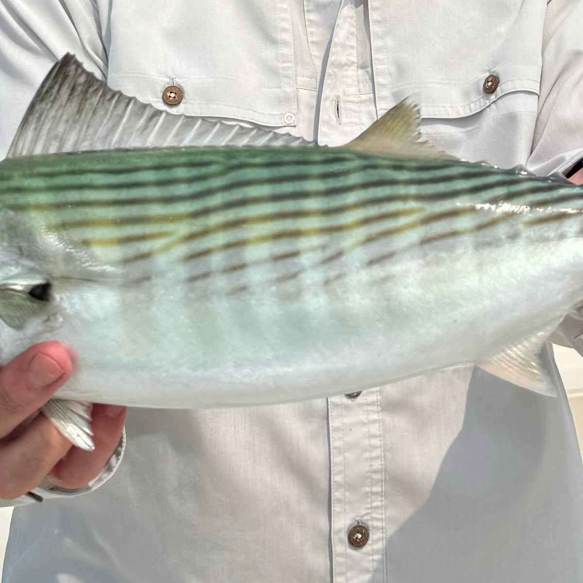 The Thrill of Fall Fishing in Nantucket: Chasing Albies and Bonito ...